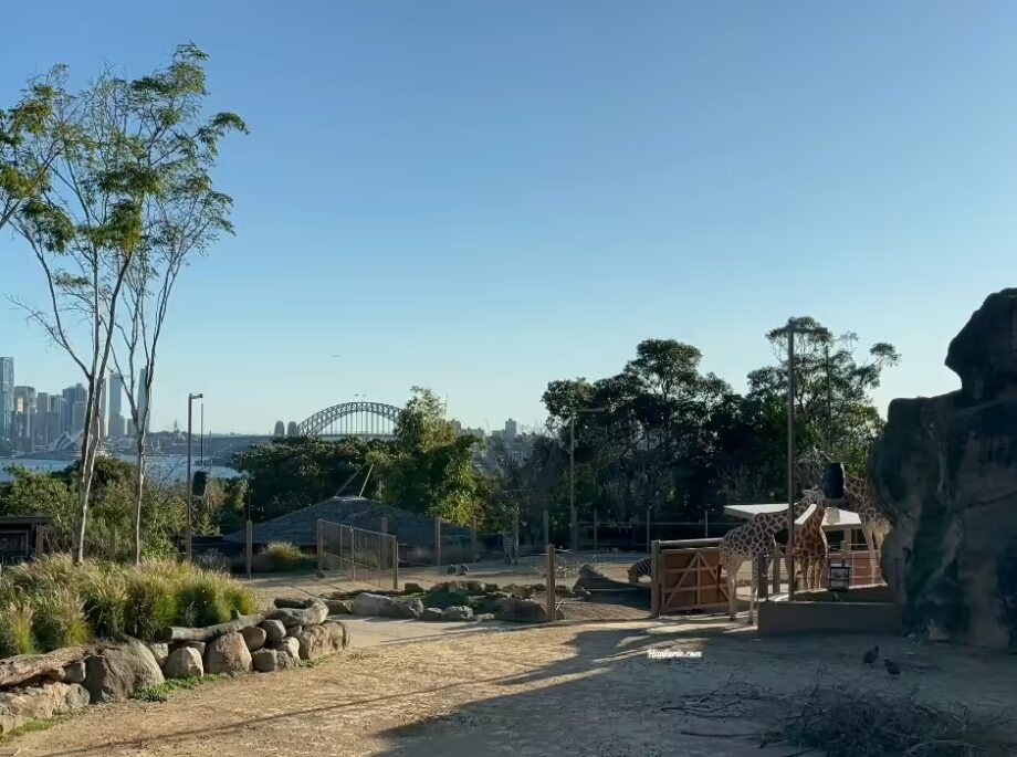 GIRAFFE Light & Fluffy Bread: A Taste of Sydney Taronga Zoo! - Hankerie