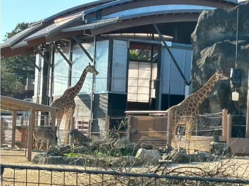 GIRAFFE Light & Fluffy Bread: A Taste of Sydney Taronga Zoo! - Hankerie